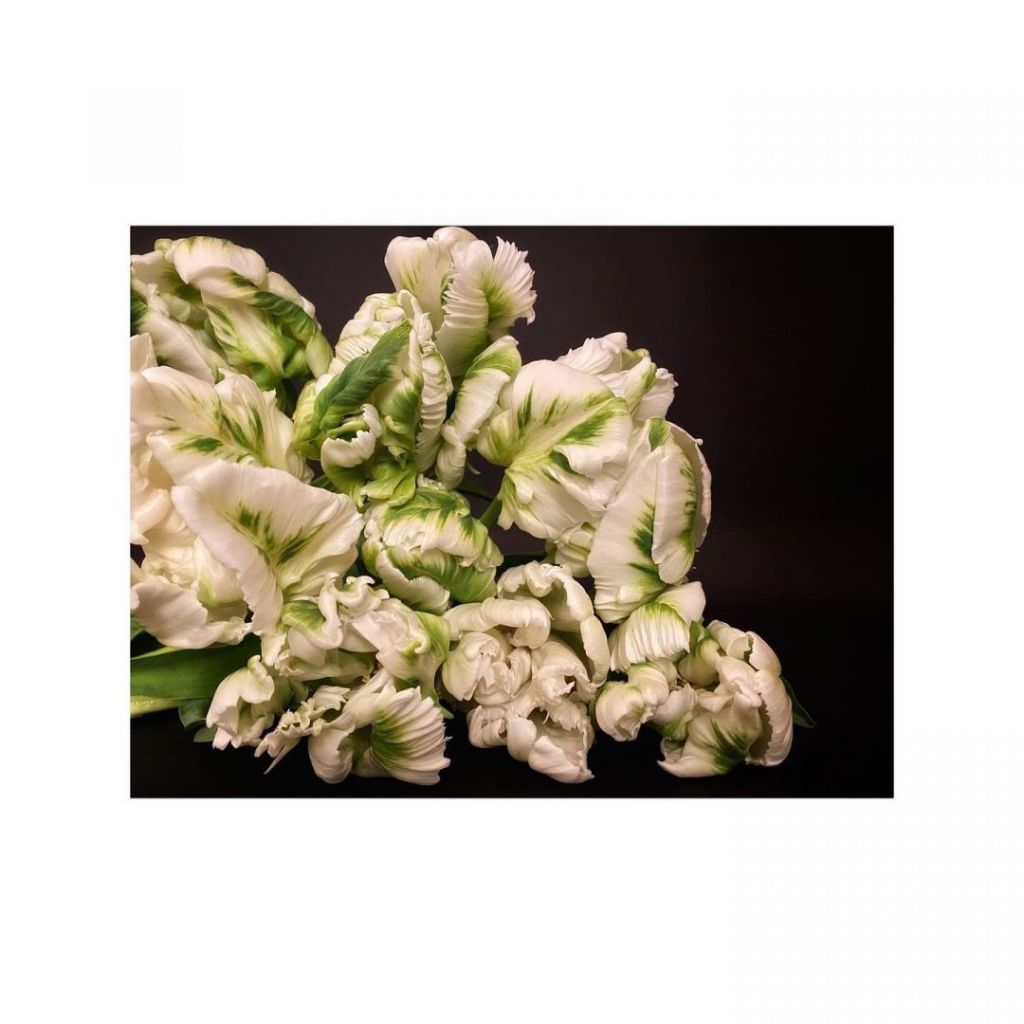 Meet Carter Quick | Florist – SHOUTOUT LA